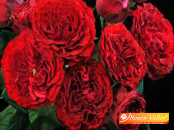 Garden Roses | Rosen Valley